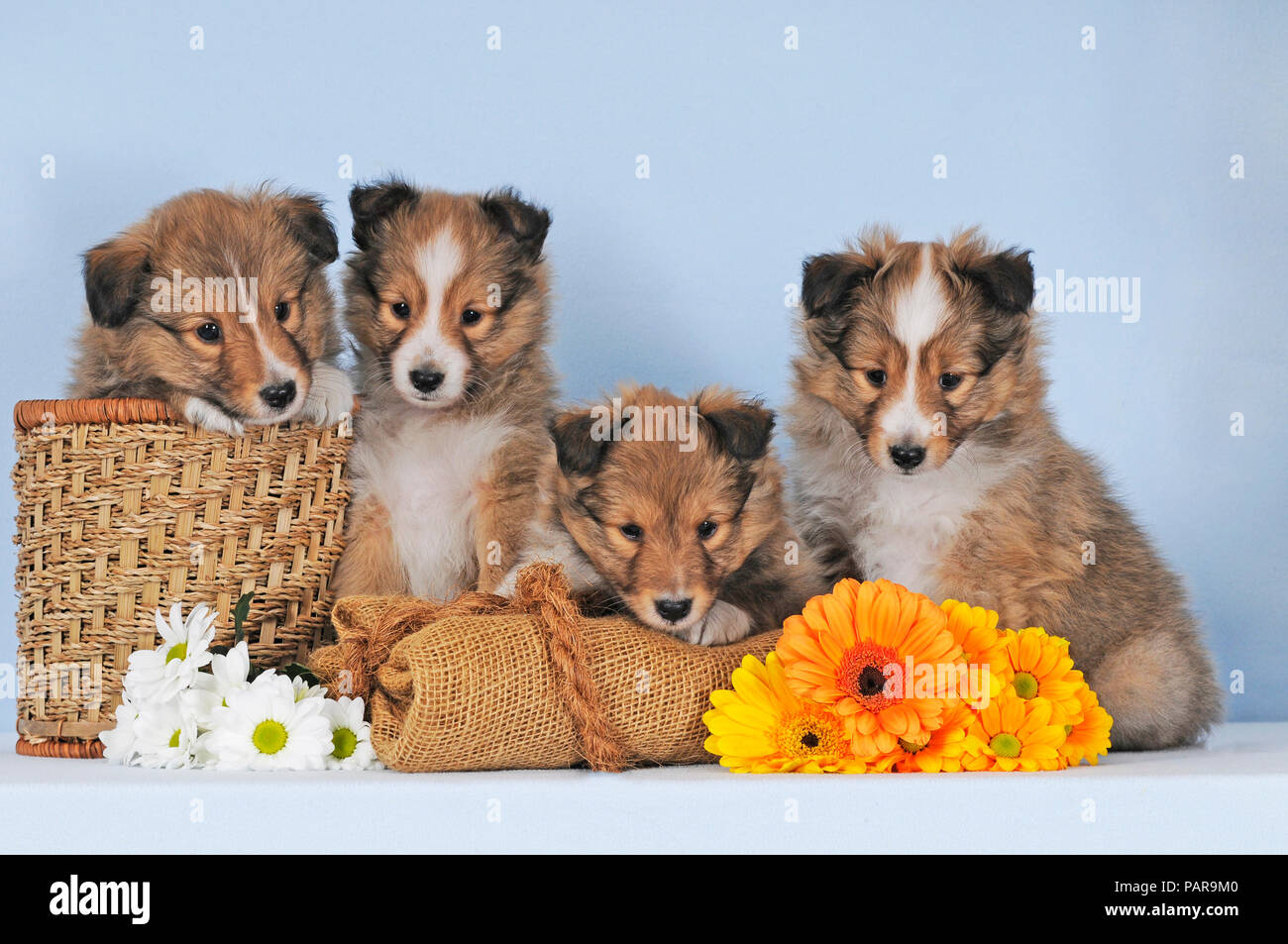 Sable Sheltie Puppies
