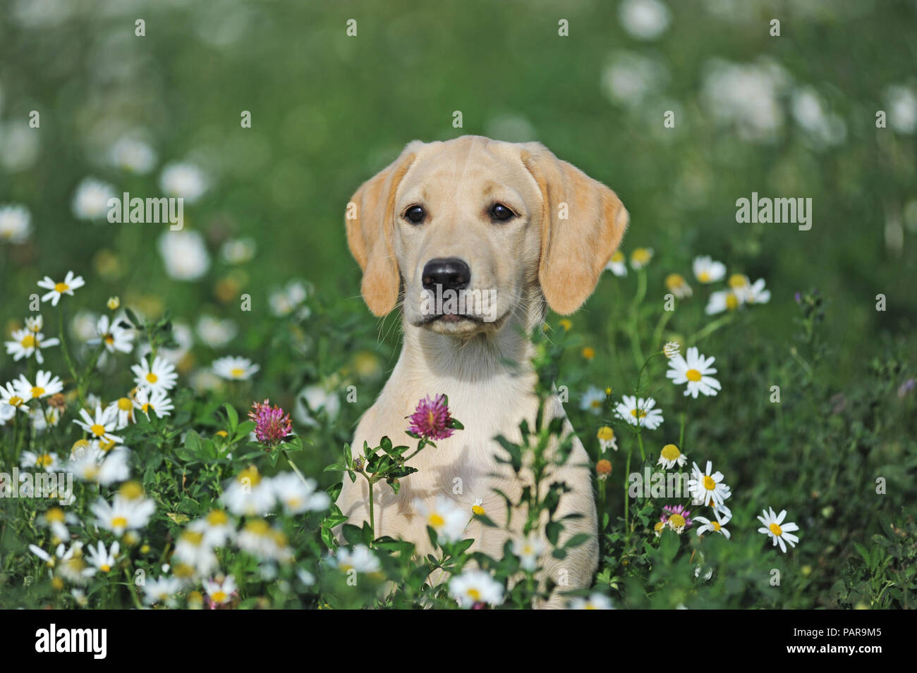 Labrador Retriever, yellow, 4 months, female, sitting in flower meadow ...