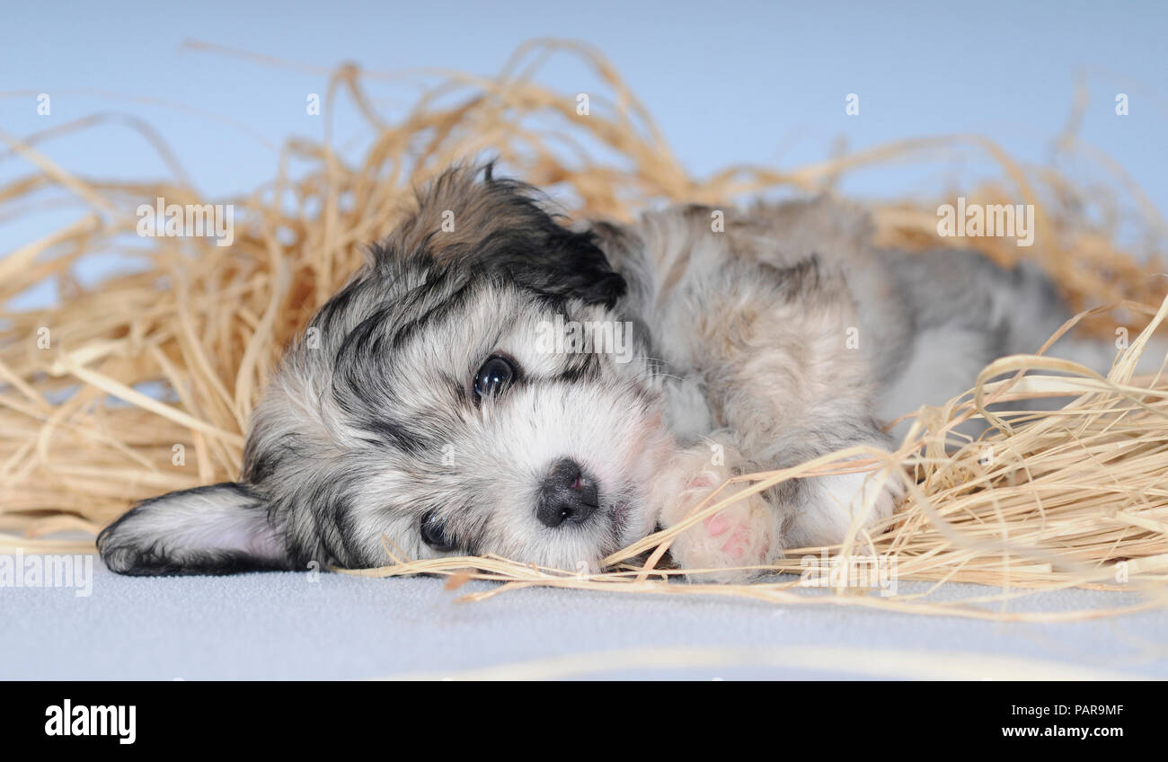 Havanese, puppy 8 weeks, lies relaxed on straw, studio shot Stock Photo ...