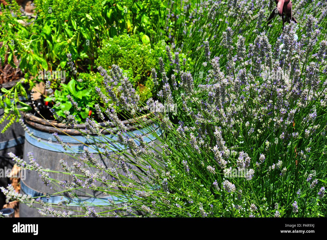 Wonderful courtyard garden in the South of France. Property released ...
