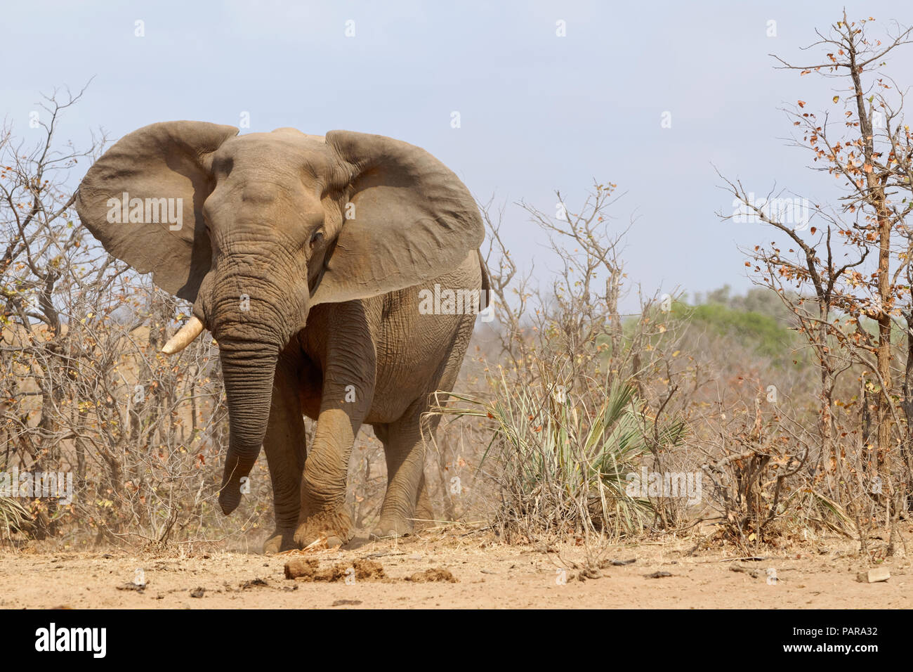 Elephant and wide ears hi-res stock photography and images - Alamy