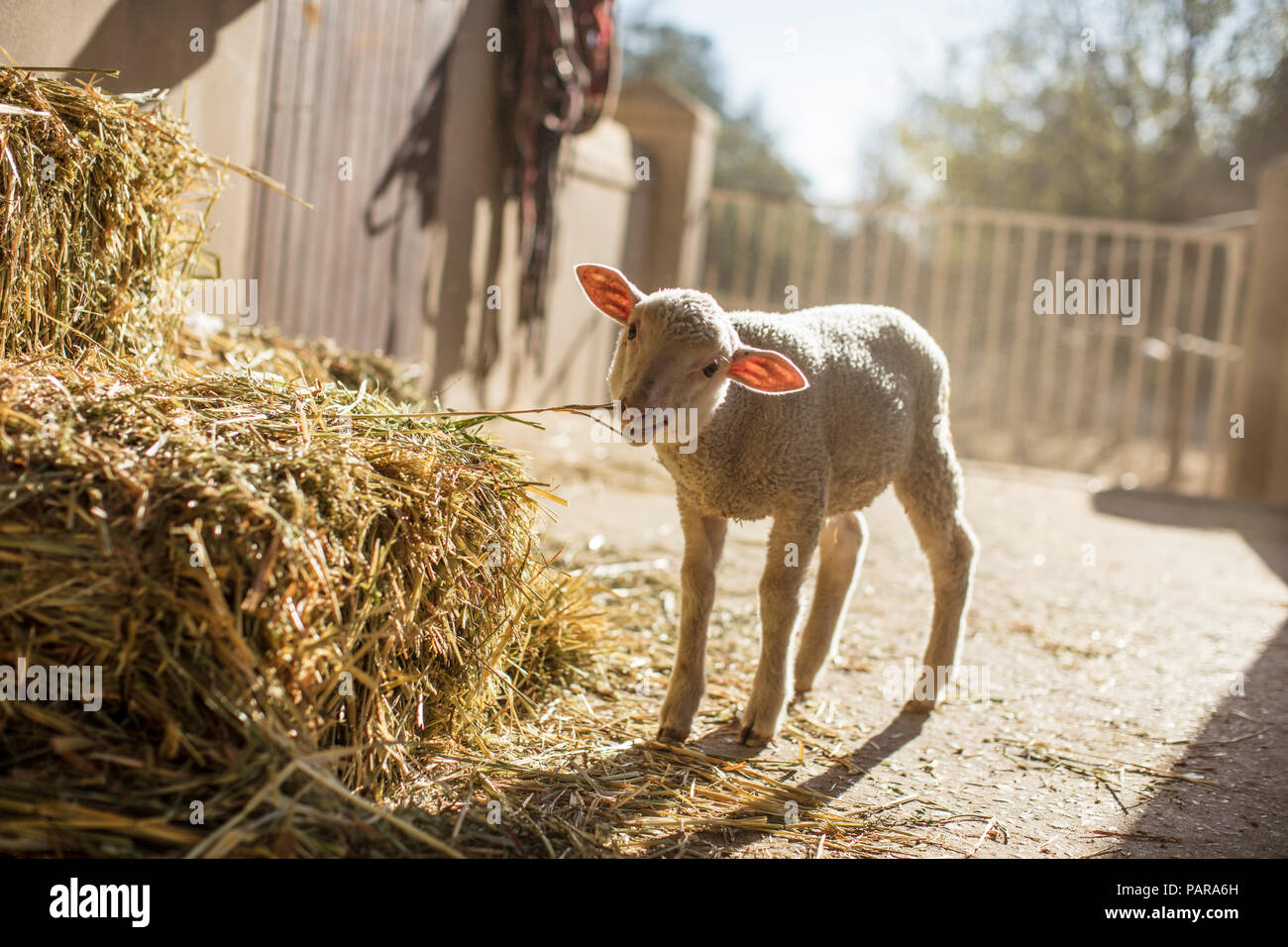 Lamb eating hi-res stock photography and images - Alamy