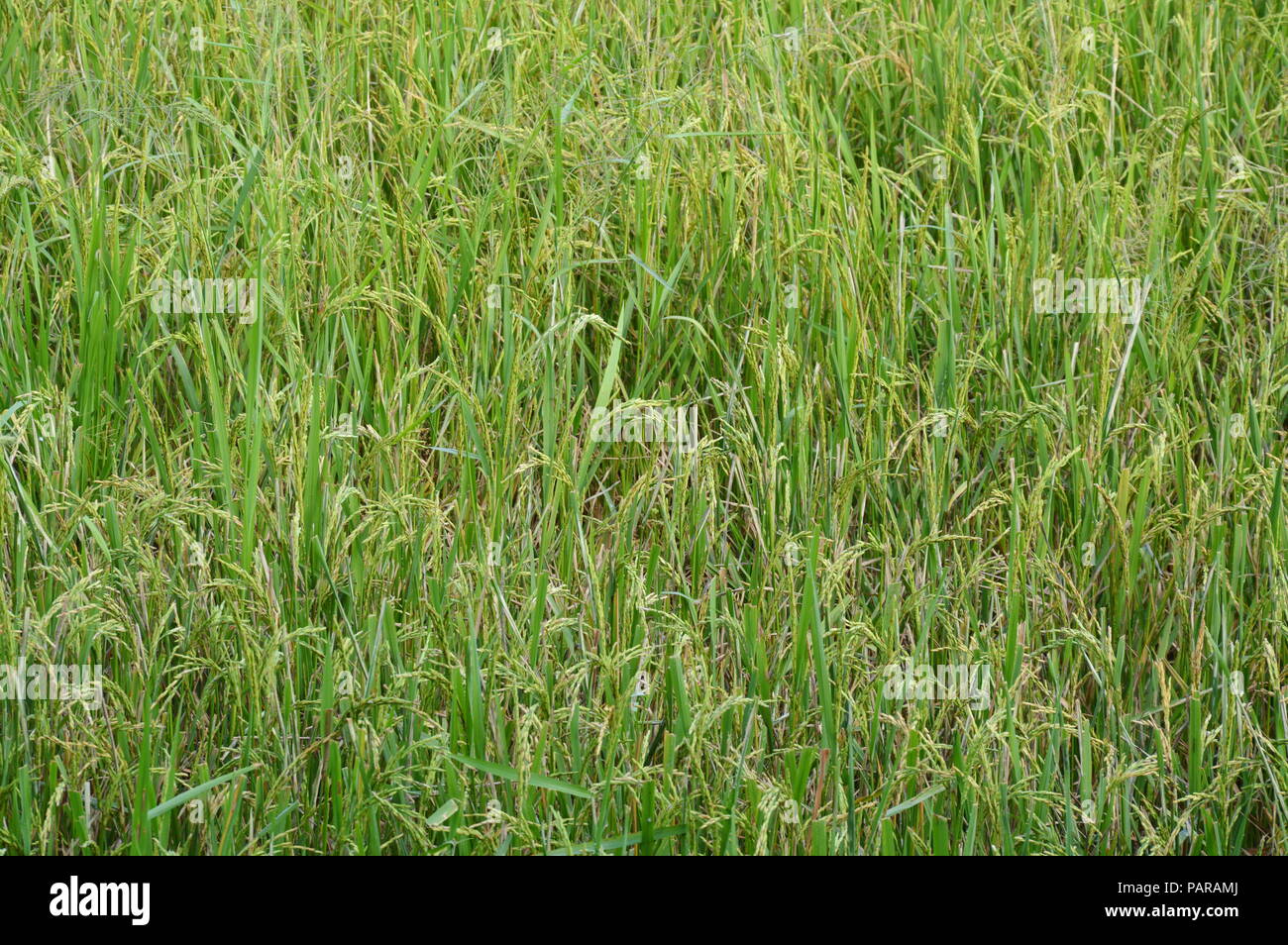 Rice plant food chain hi-res stock photography and images - Alamy