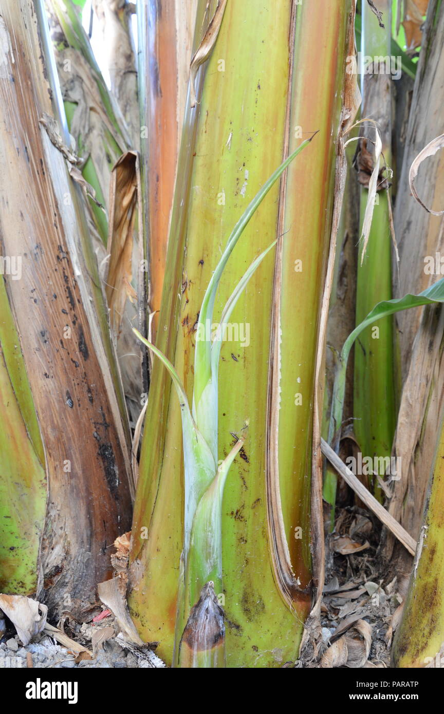 banana tree growth in the garden Stock Photo - Alamy