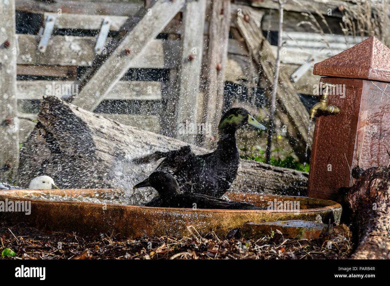 Indian runner ducks in water hi-res stock photography and images - Alamy