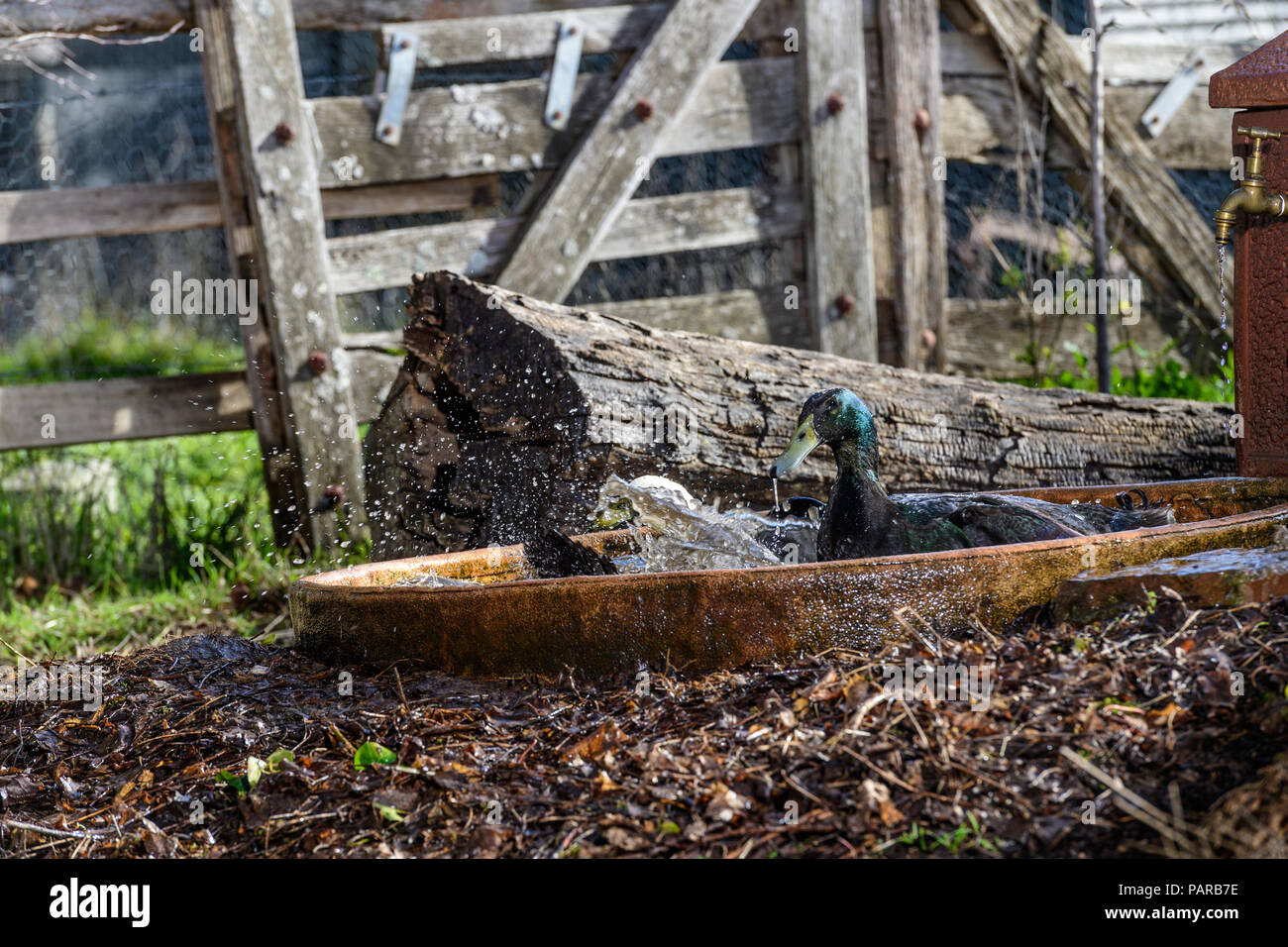 Indian runner duck in the garden hi-res stock photography and images ...