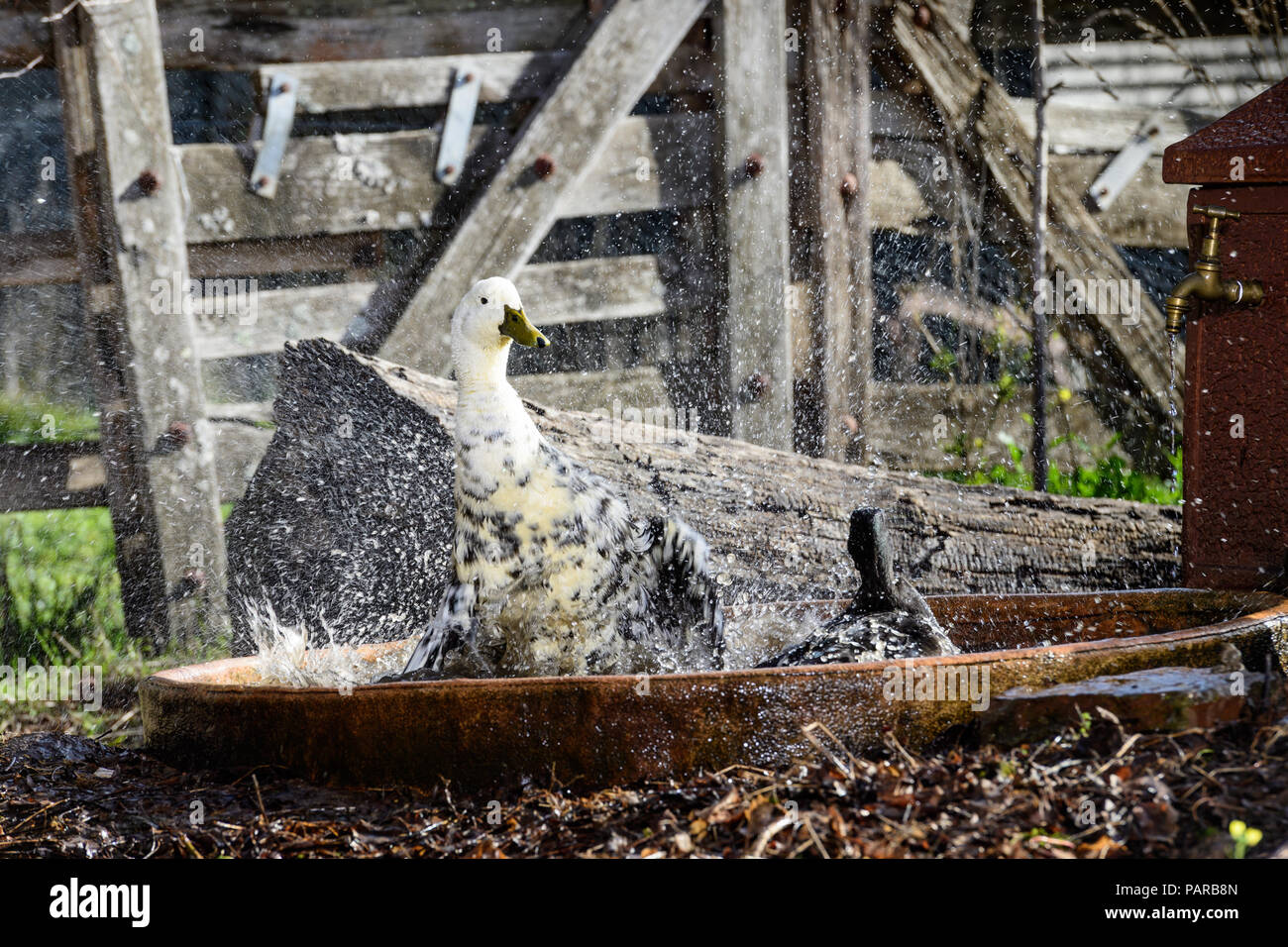 Indian runner duck in the garden hi-res stock photography and images ...