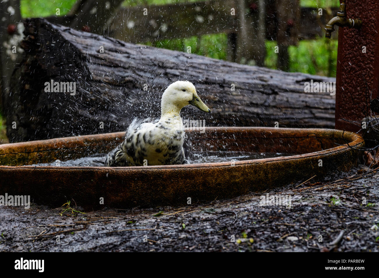 Happy duck loves splashing in the pond Stock Photo - Alamy