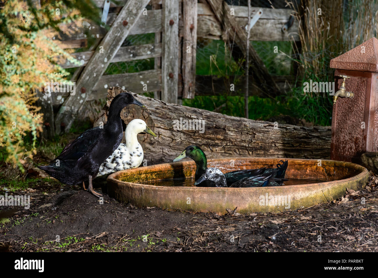 Indian runner duck in the garden hi-res stock photography and images ...