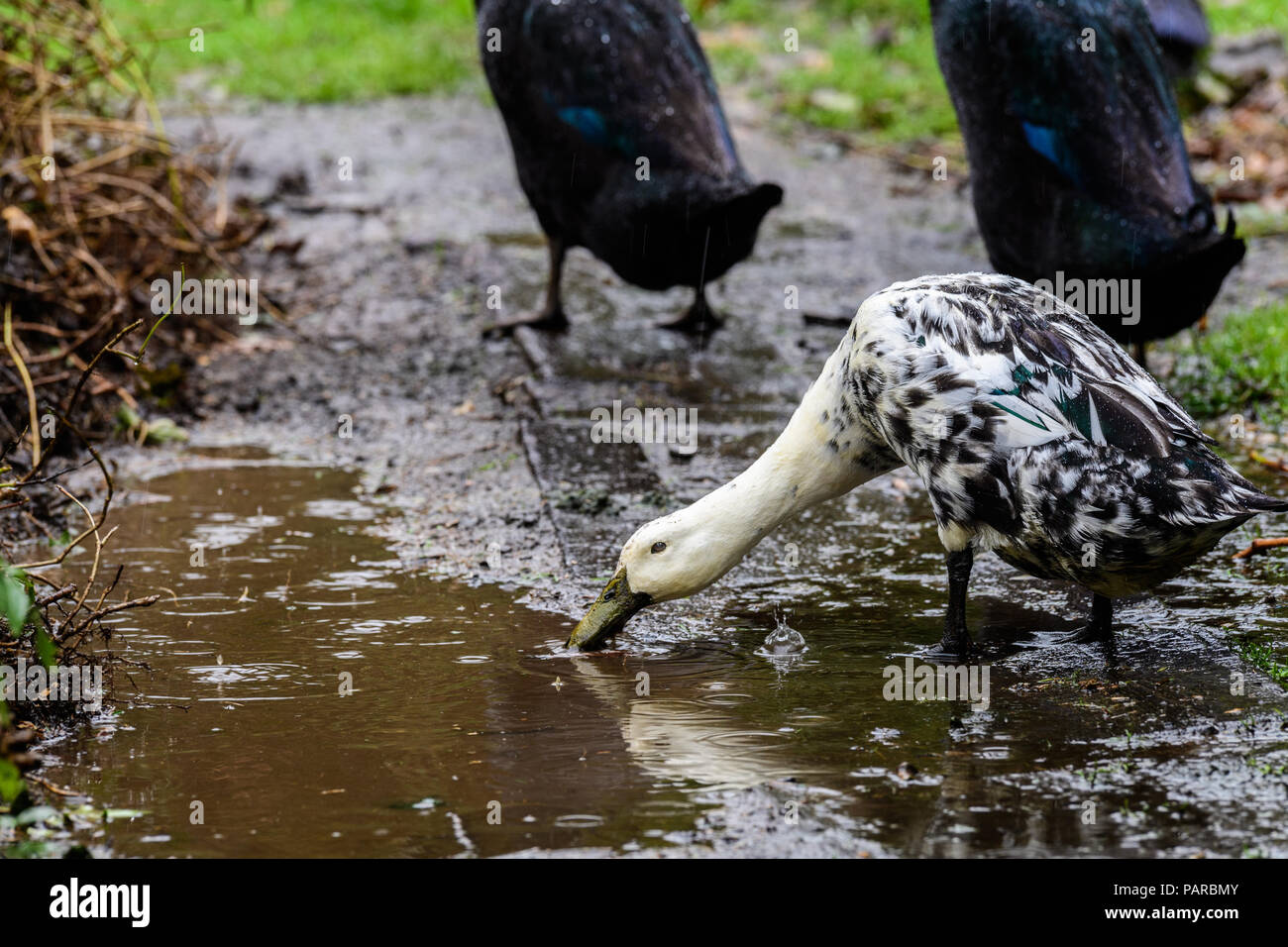 Playing in the rain hi-res stock photography and images - Alamy