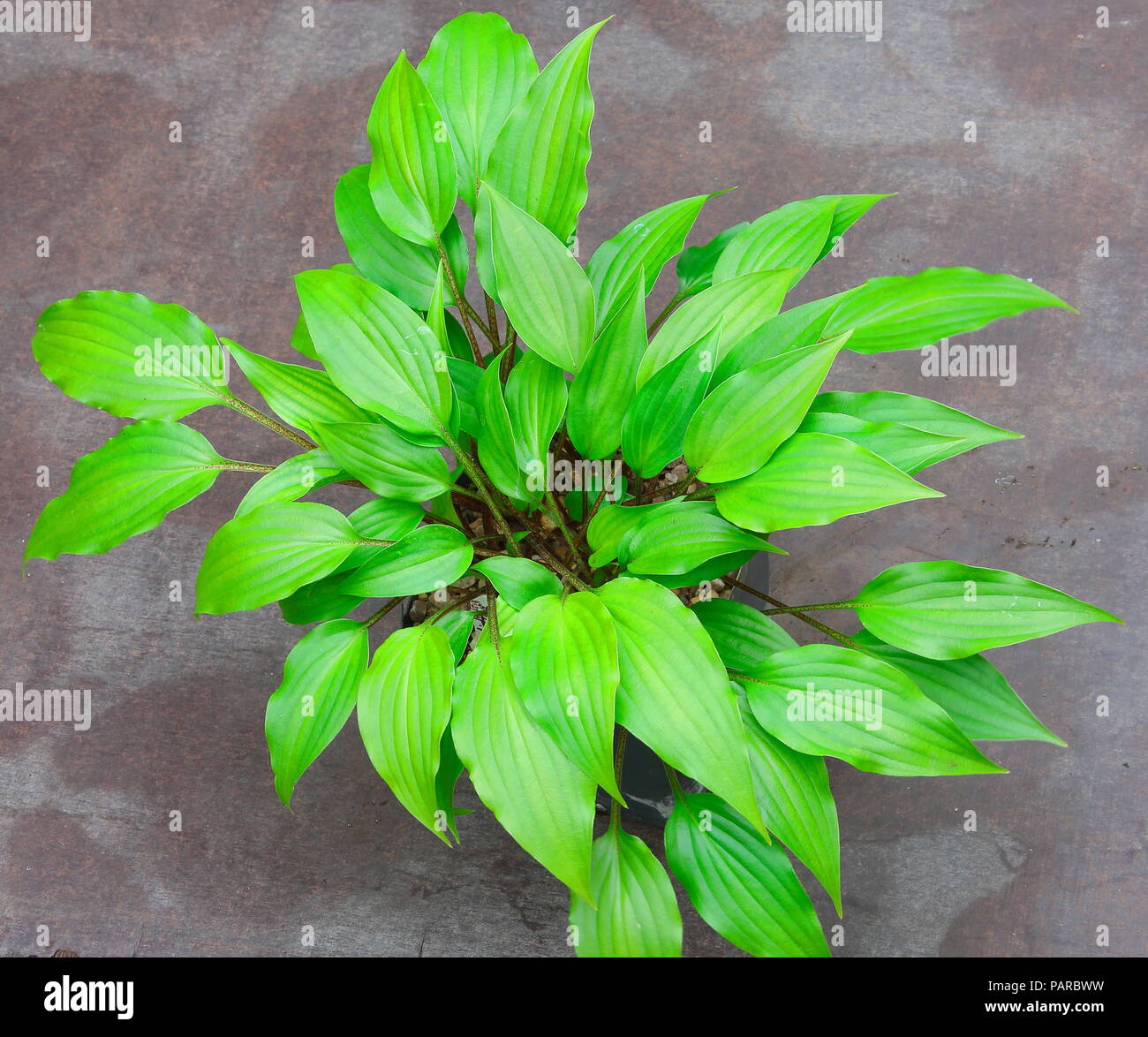 National collection of small and miniature hostas hi-res stock ...