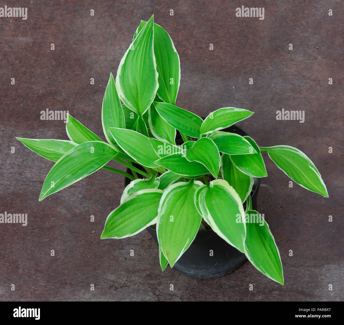 National collection of small and miniature hostas hi-res stock ...
