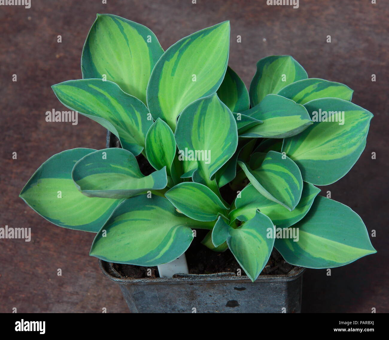Collecting hostas hi-res stock photography and images - Alamy