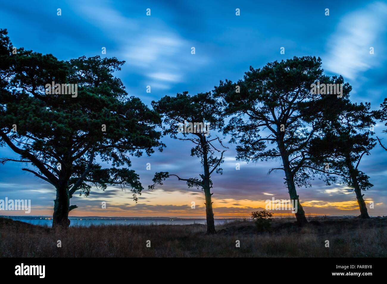 Australian trees hi-res stock photography and images - Alamy