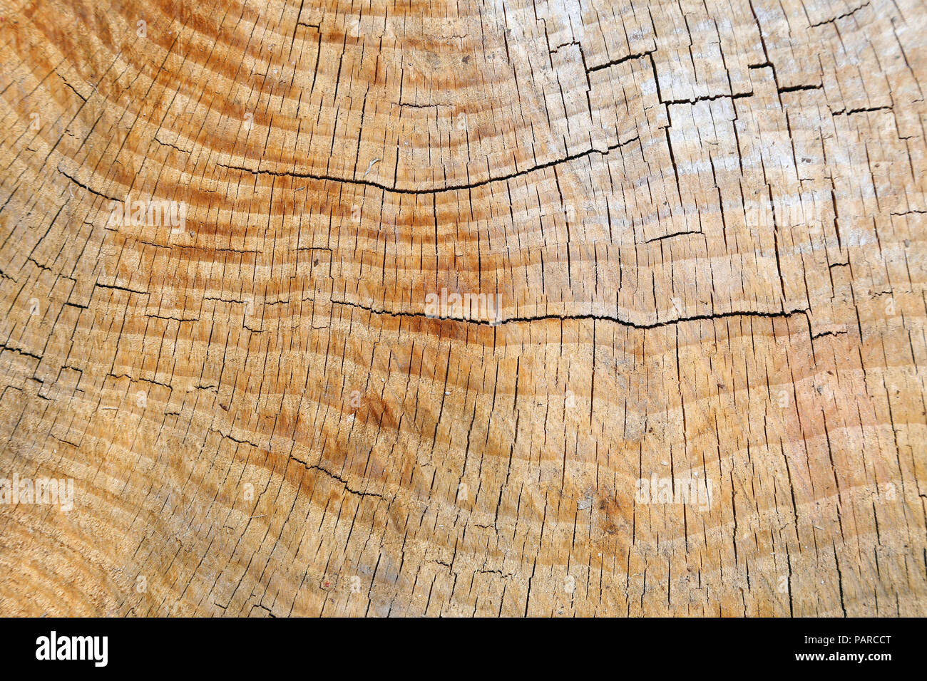 Wood texture of cut tree trunk, close-up Stock Photo - Alamy