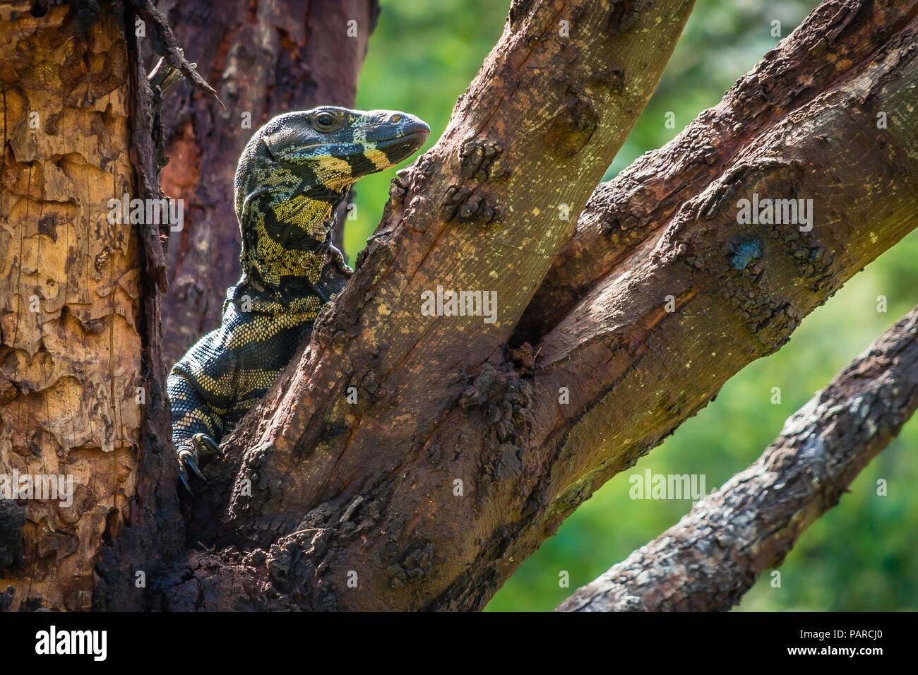 Goanna in a tree hi-res stock photography and images - Alamy