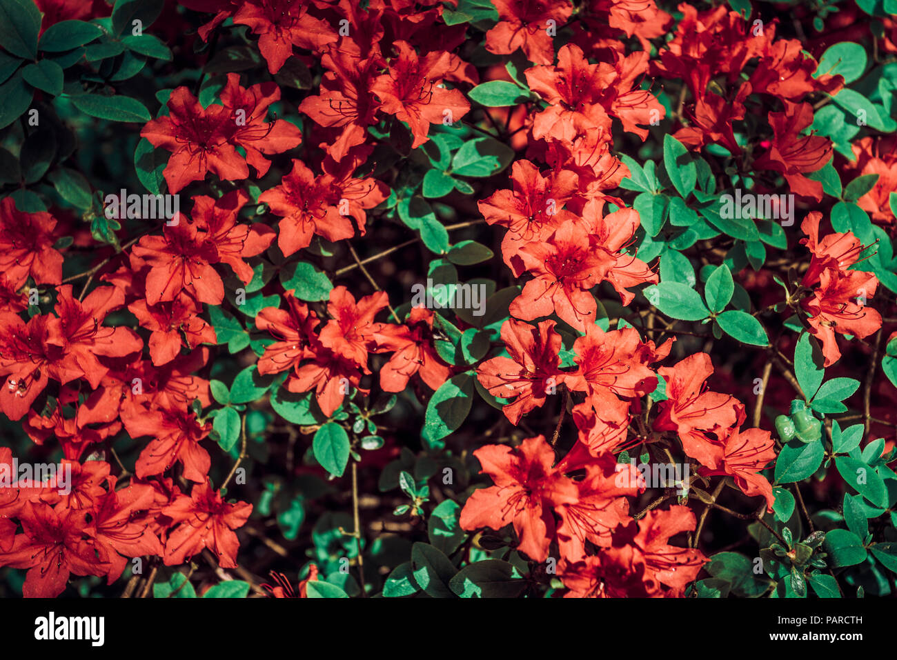 Beautiful background with red flowers Stock Photo - Alamy