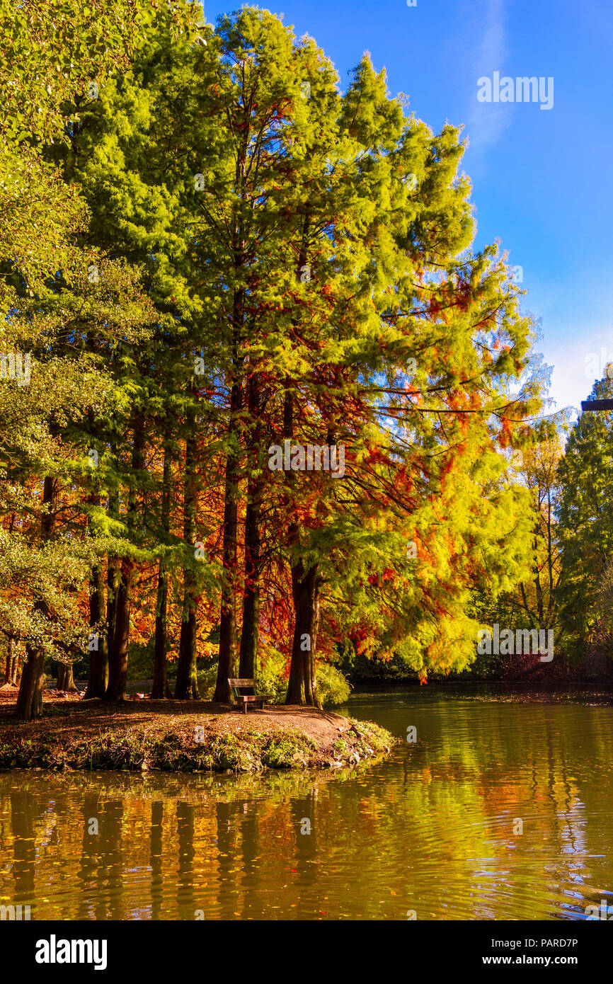 colorful autumn colors in the forest Stock Photo - Alamy