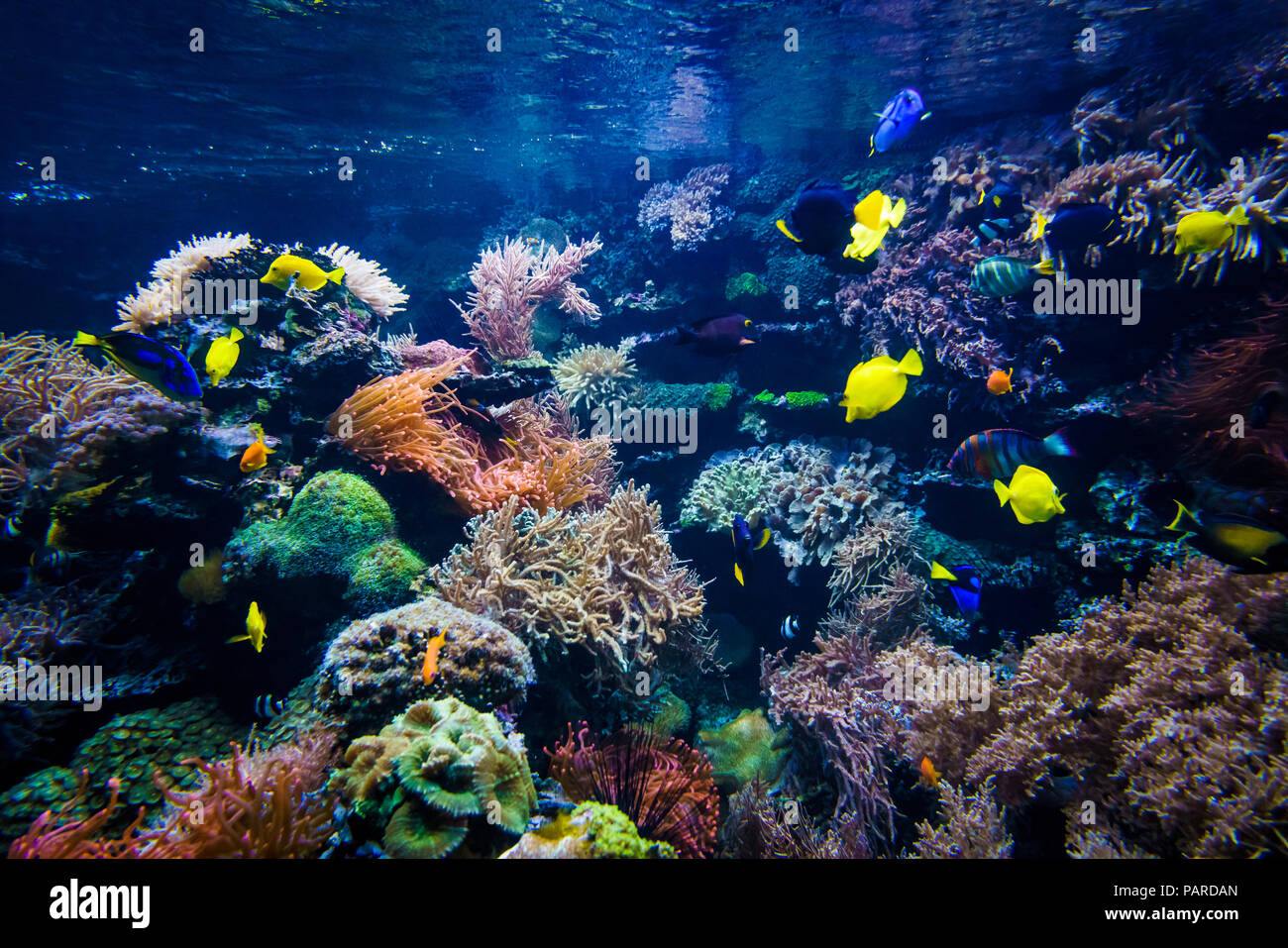 Colorful coral reef with fish and stone Stock Photo - Alamy
