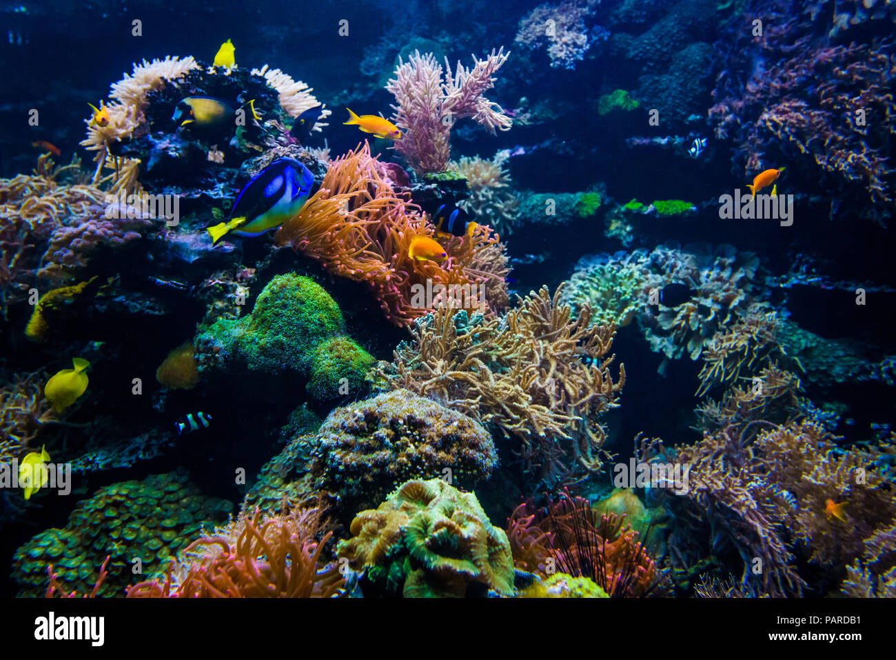 Colorful coral reef with fish and stone Stock Photo - Alamy