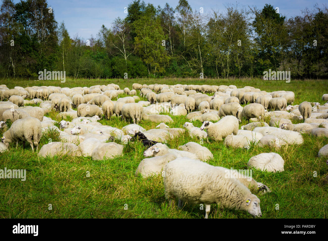 Flock of sheep grazing Stock Photo - Alamy