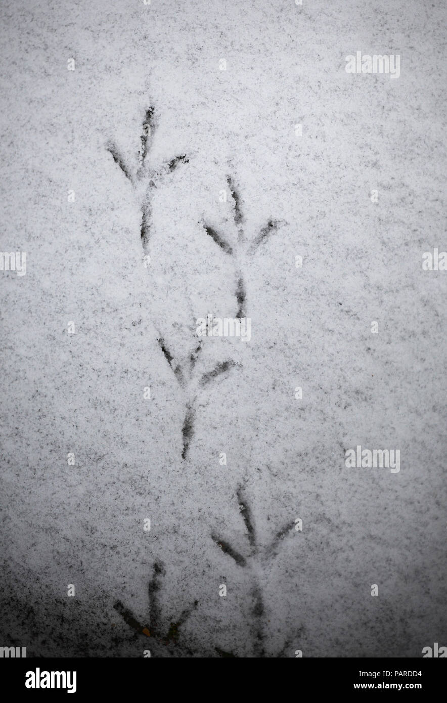 Bird Footprints In Snow
