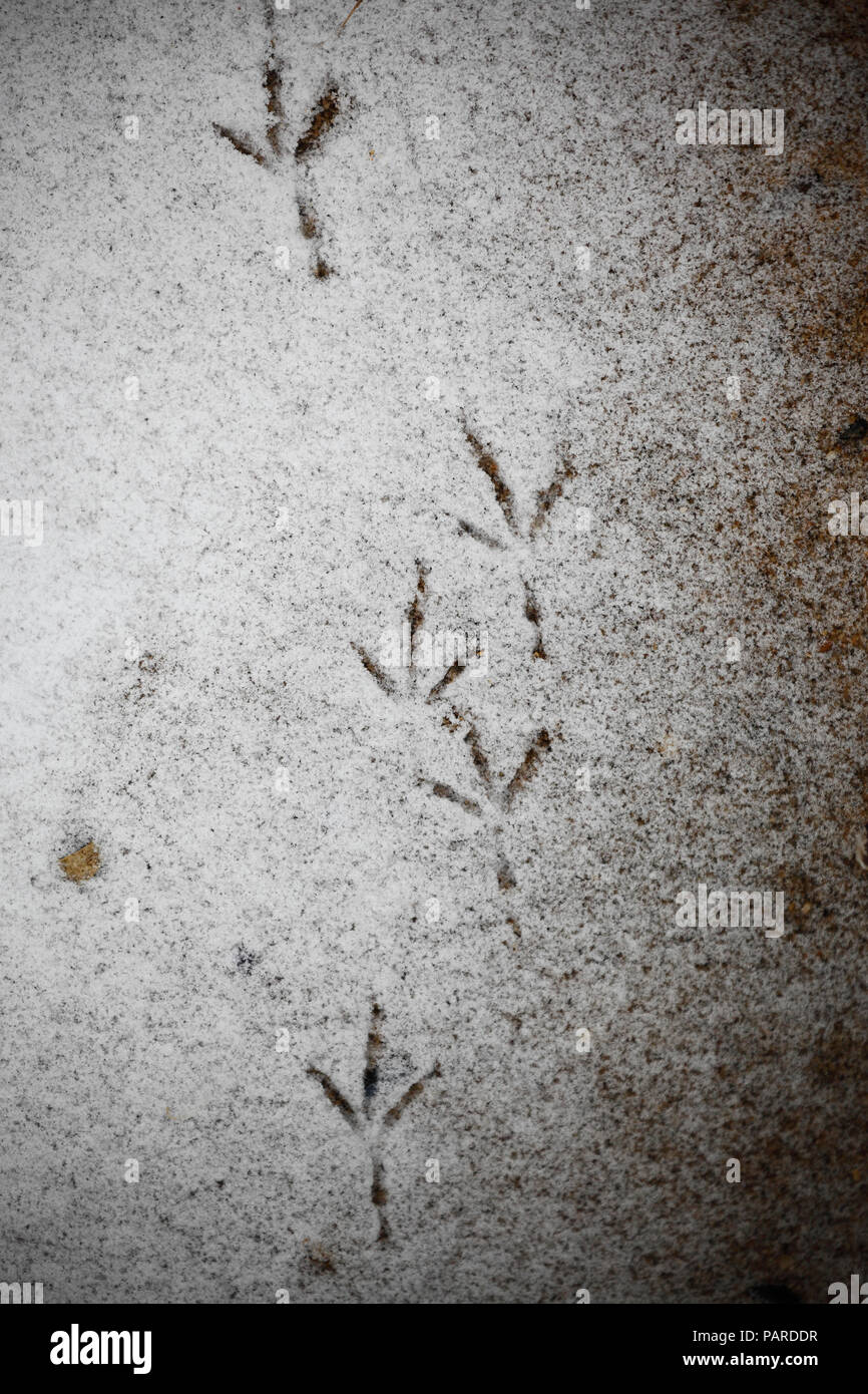 Bird footprints in snow Stock Photo - Alamy