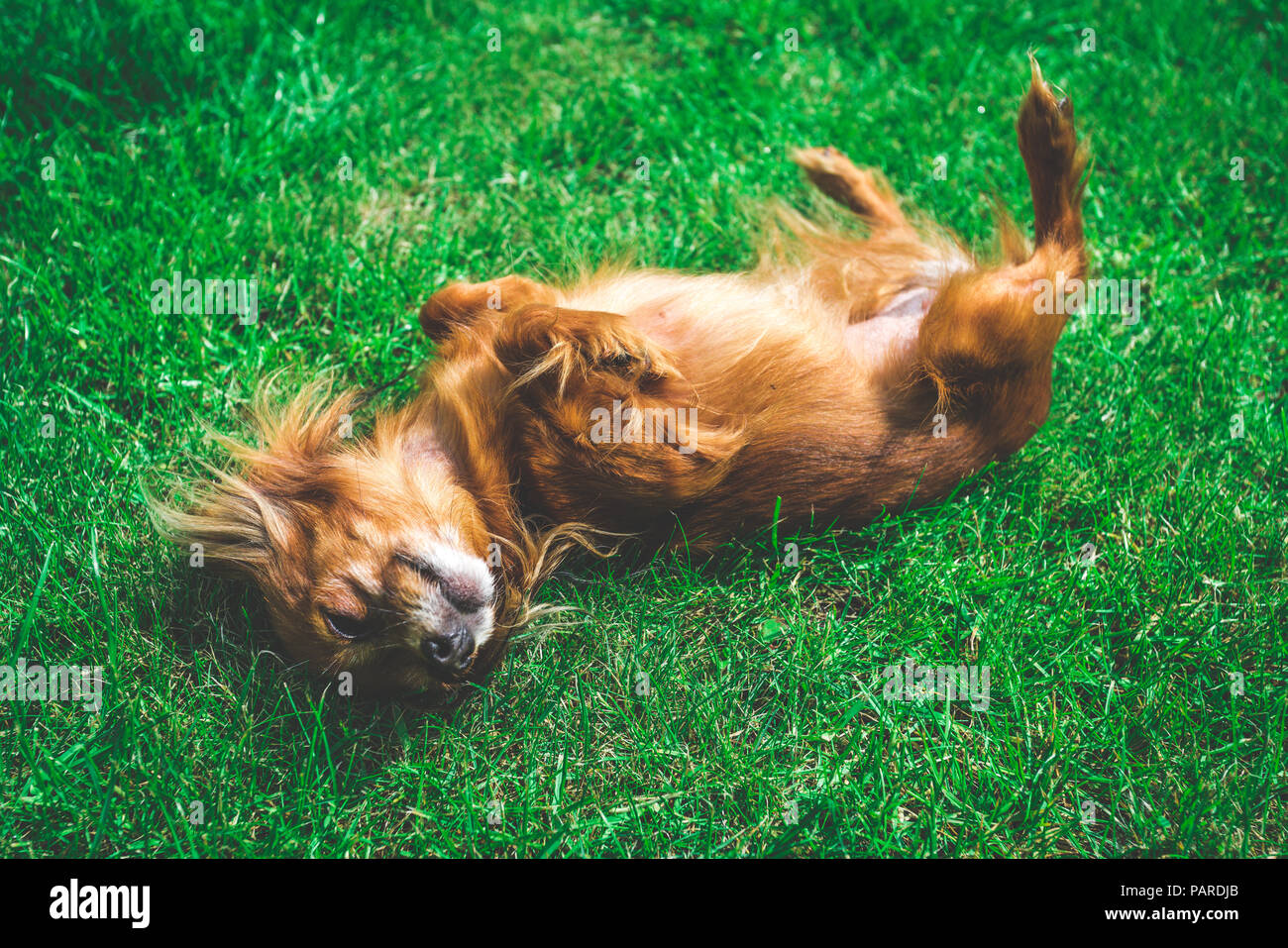 Happy and active dog outdoors in the grass on a sunny summer day ...