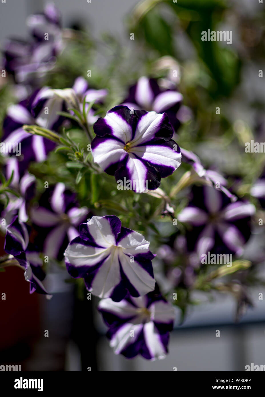 Violet white pelargonium - flowers on the terrace Stock Photo - Alamy