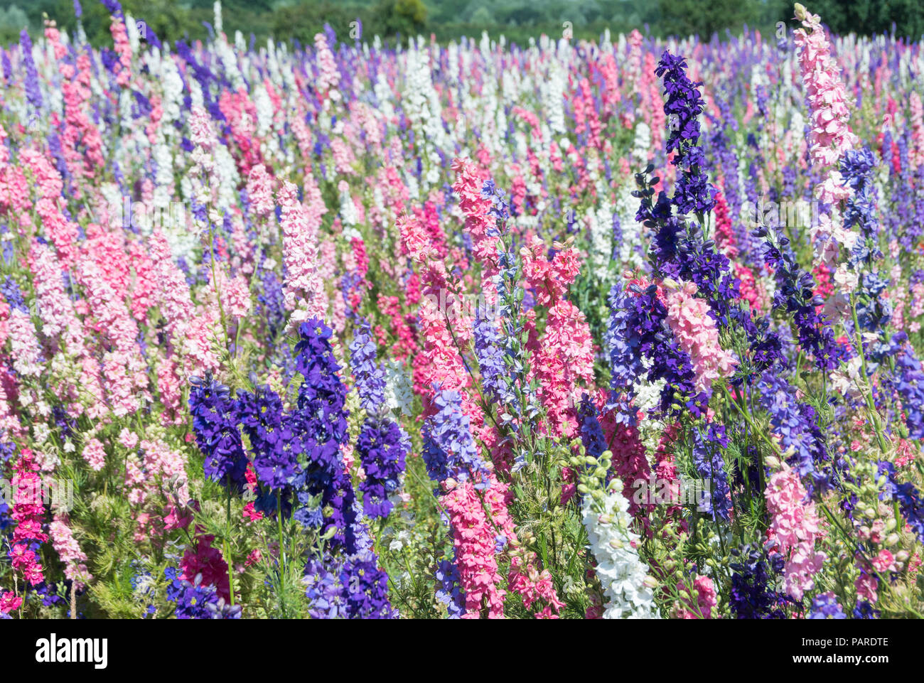 Growing flowers for petal confetti hi-res stock photography and images ...
