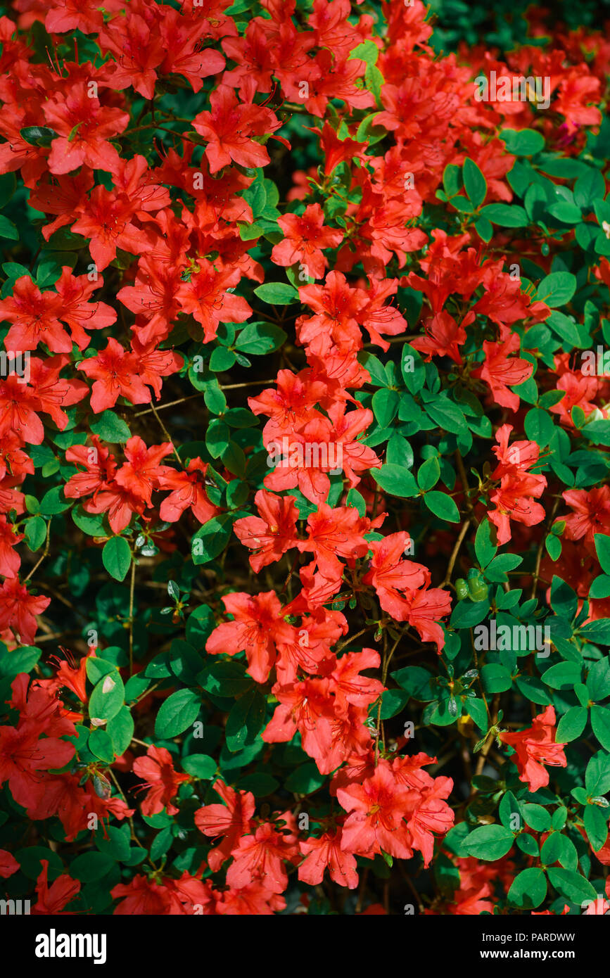 Red azalea bush in the garden Stock Photo - Alamy