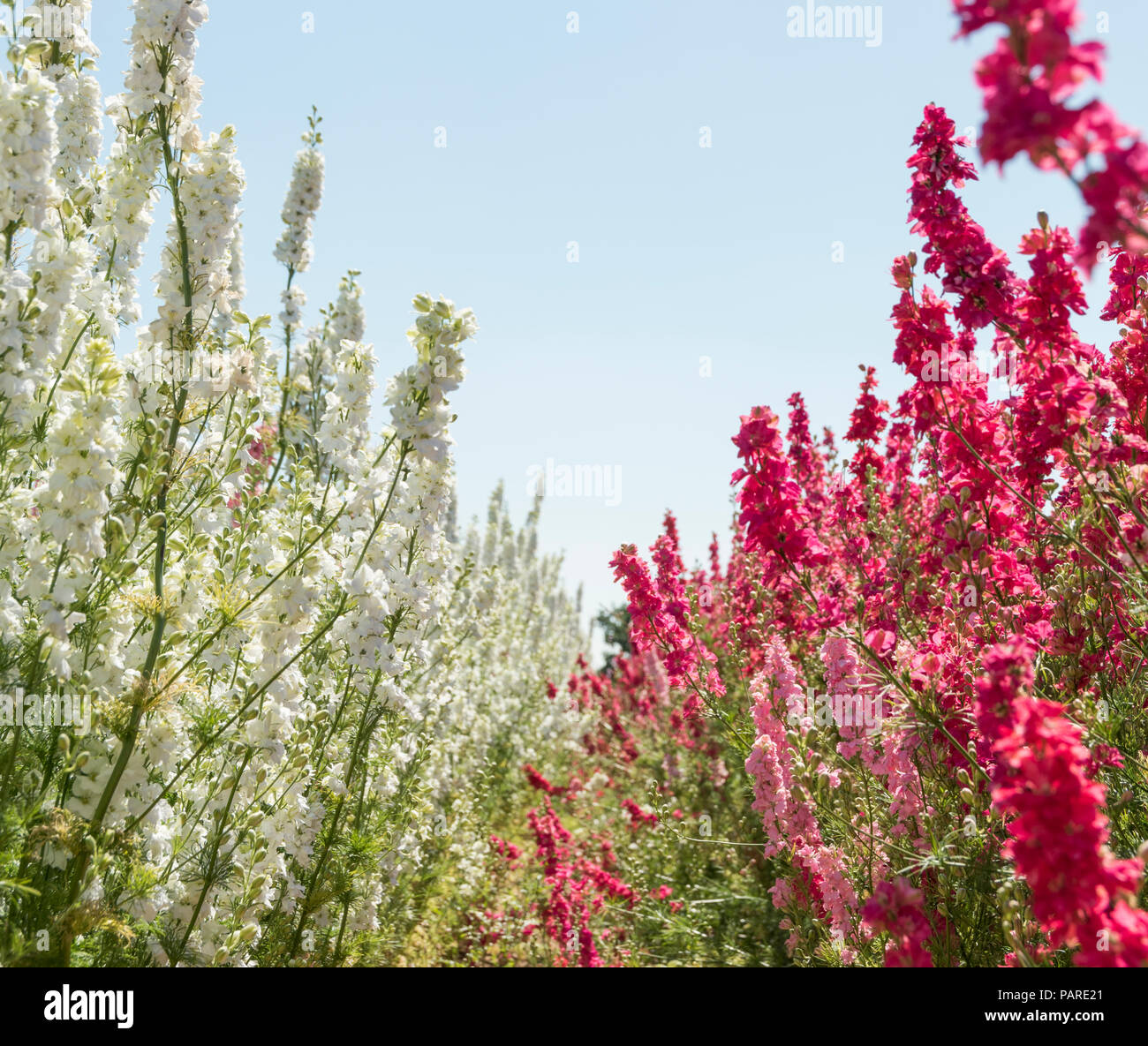Fields of Flowers grown for Confetti near Pershore in England Stock ...