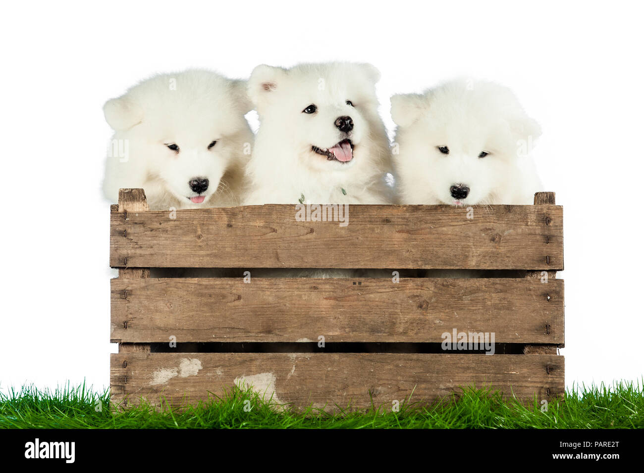 Samoyed group hi-res stock photography and images - Alamy