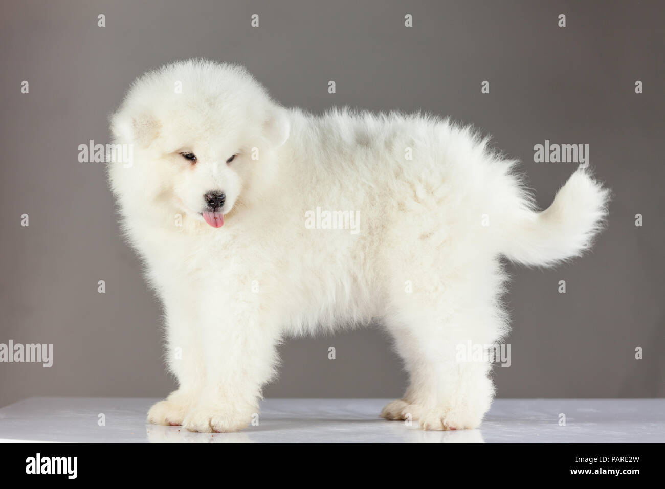 Samoyed puppy dog Stock Photo - Alamy