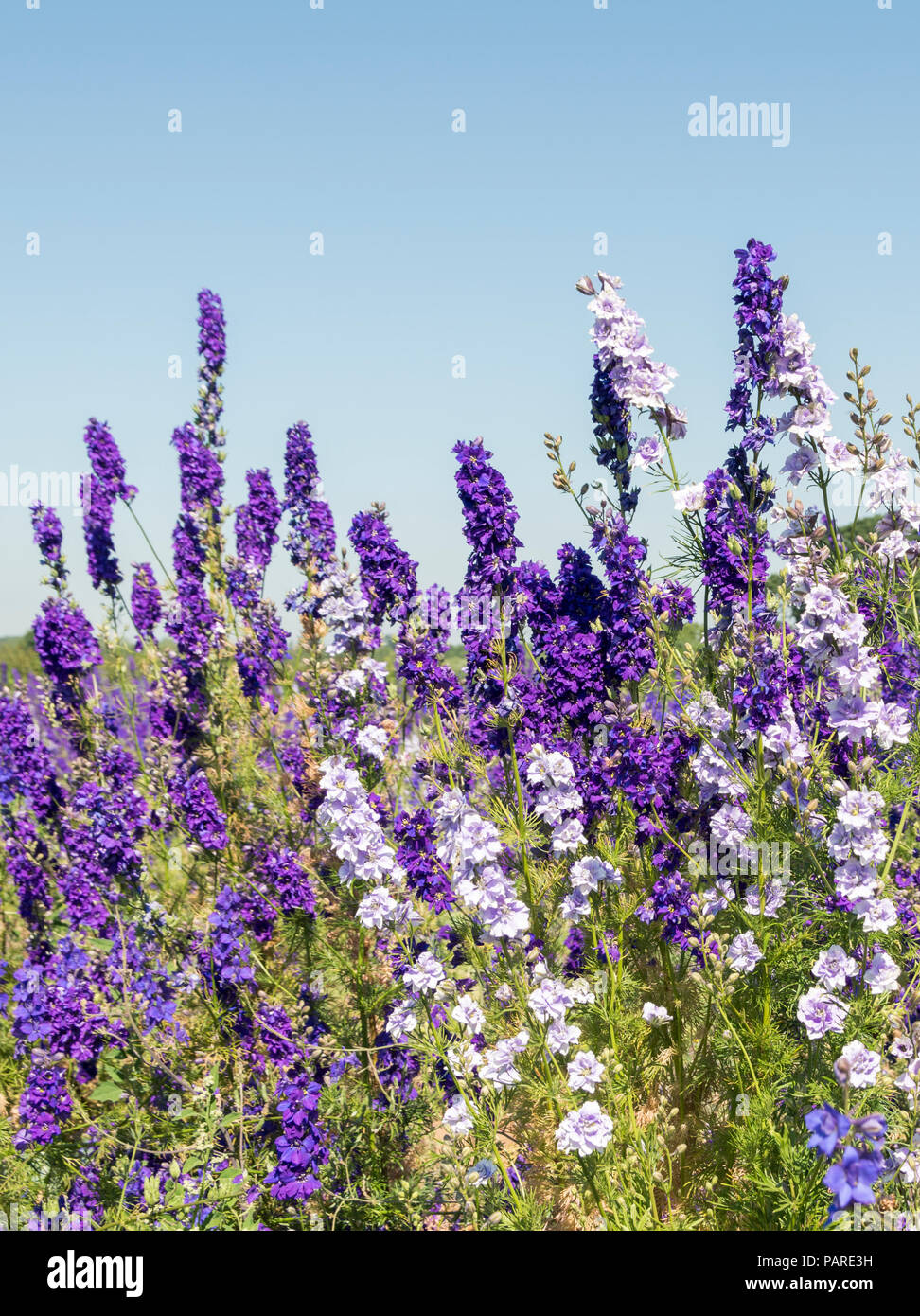 Fields of Flowers grown for Confetti near Pershore in England Stock ...