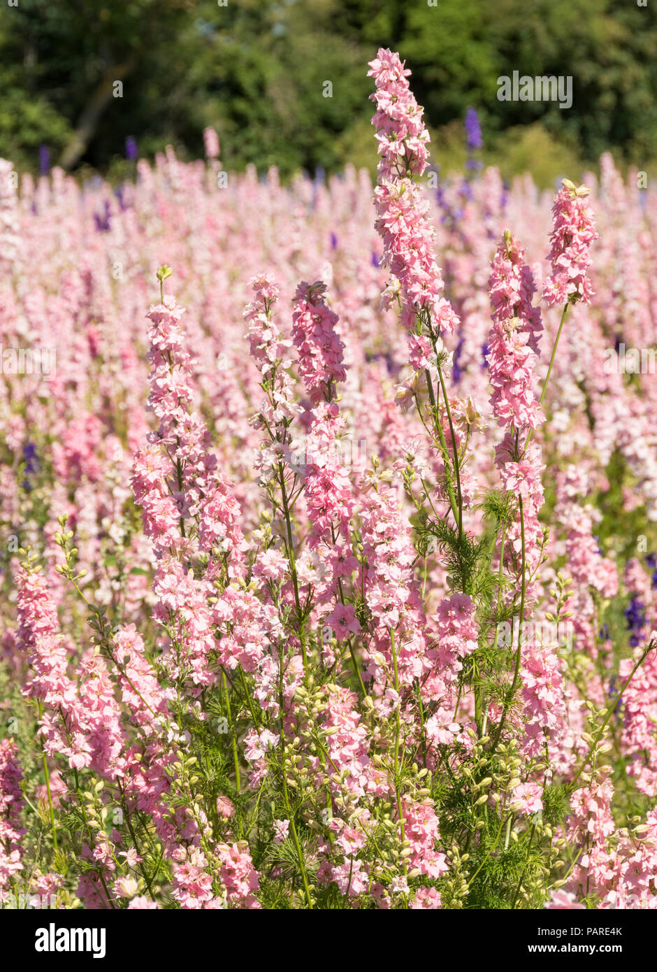 Fields of Flowers, pink delphiniums, grown for Confetti near Pershore ...