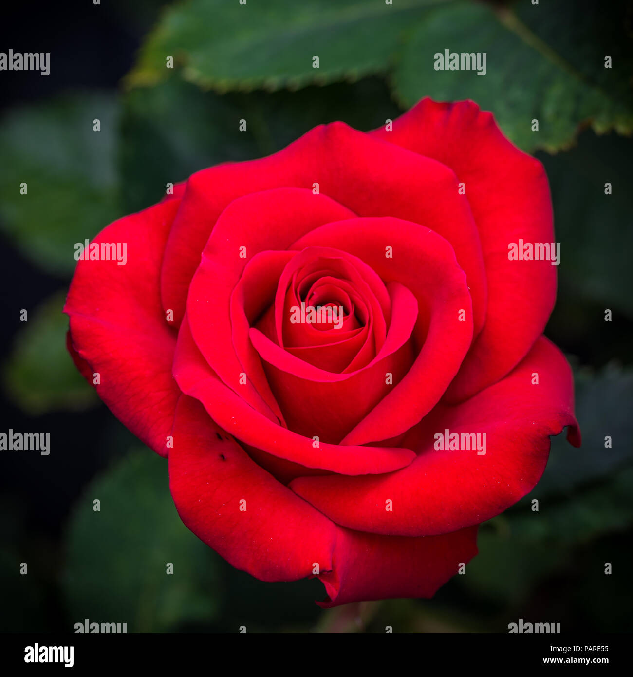 Ruby wedding hi-res stock photography and images - Alamy