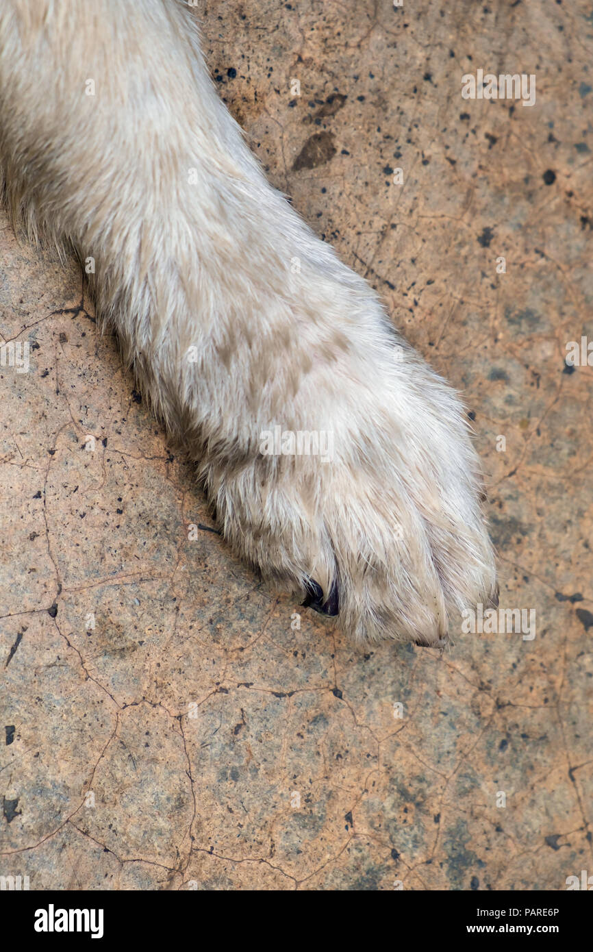 Pet wolf hi-res stock photography and images - Alamy