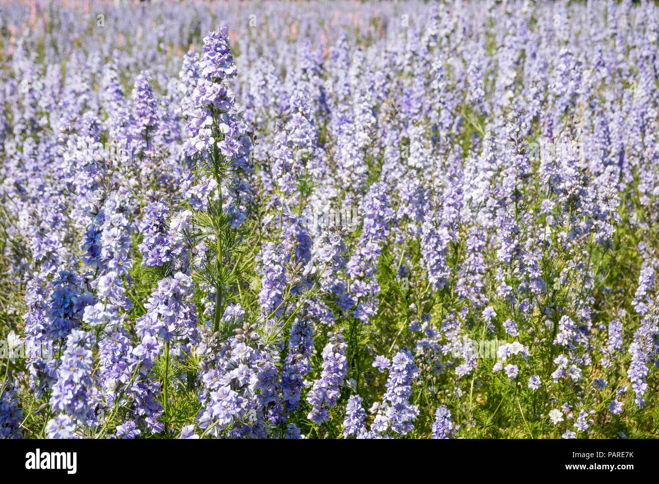 Growing flowers for petal confetti hi-res stock photography and images ...