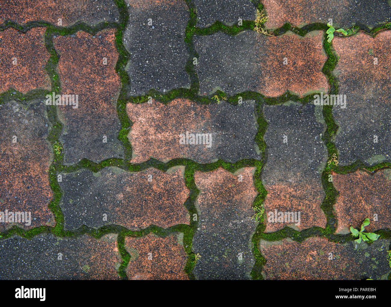 Moss floor hi-res stock photography and images - Alamy