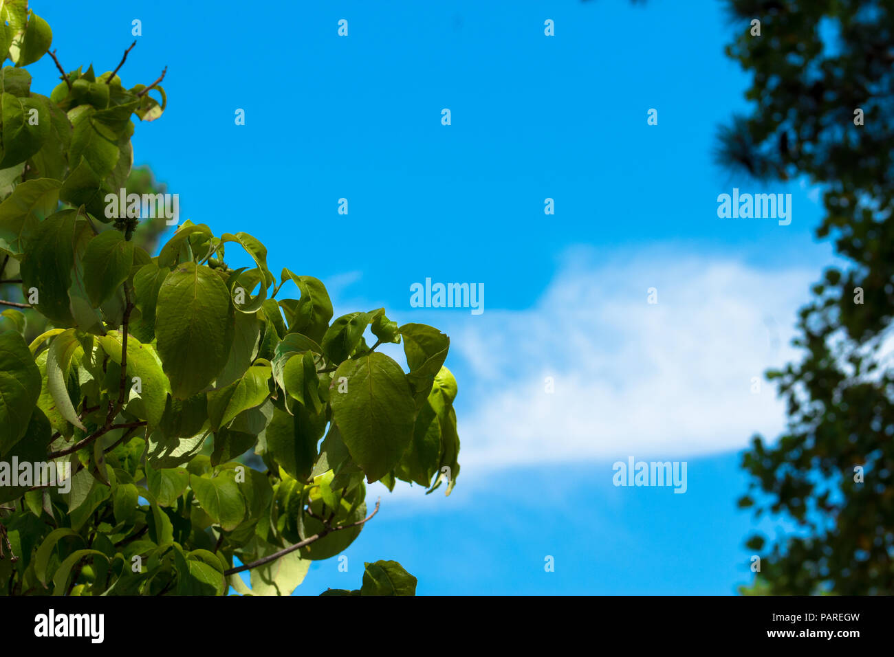Dominant young trees hi-res stock photography and images - Alamy