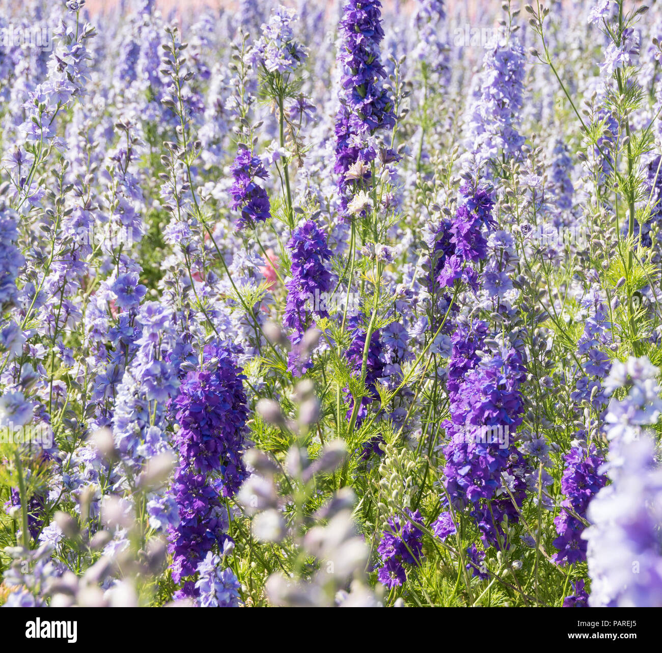Growing flowers for petal confetti hi-res stock photography and images ...