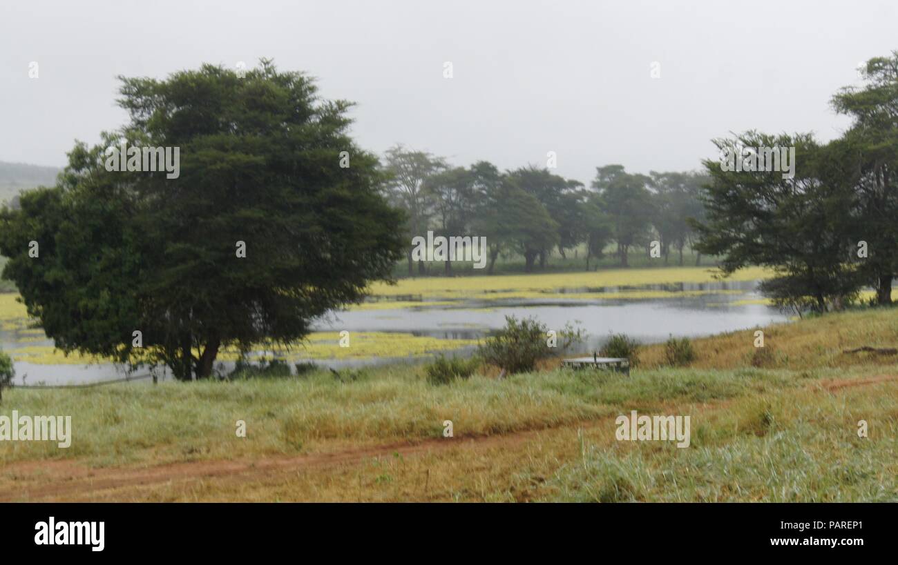 tropical rain forest in eastern part of kenya Stock Photo - Alamy