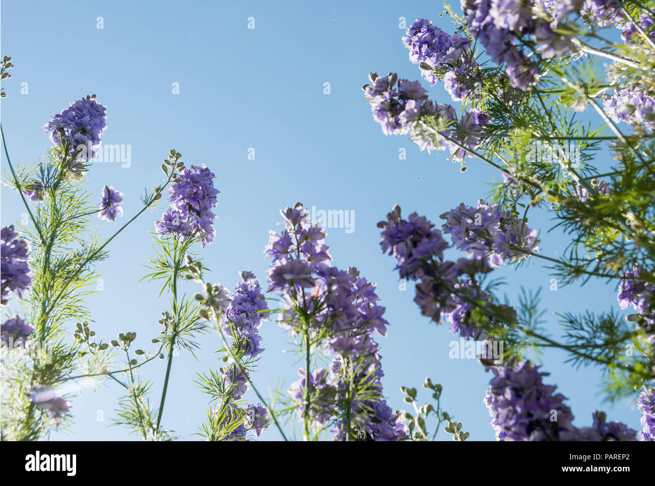 Fields of Flowers grown for Confetti near Pershore in England Stock ...