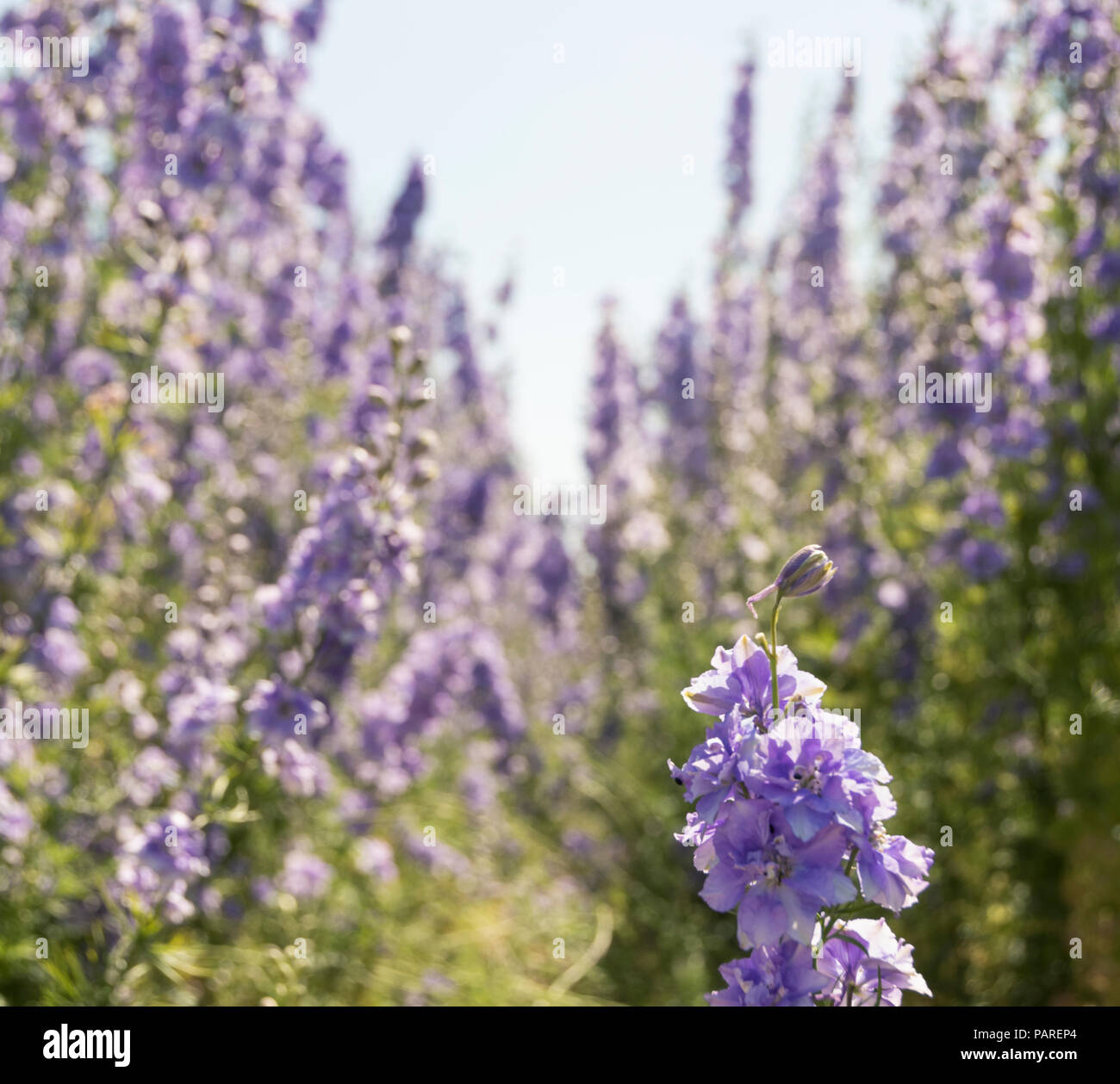 Fields of Flowers grown for Confetti near Pershore in England Stock ...