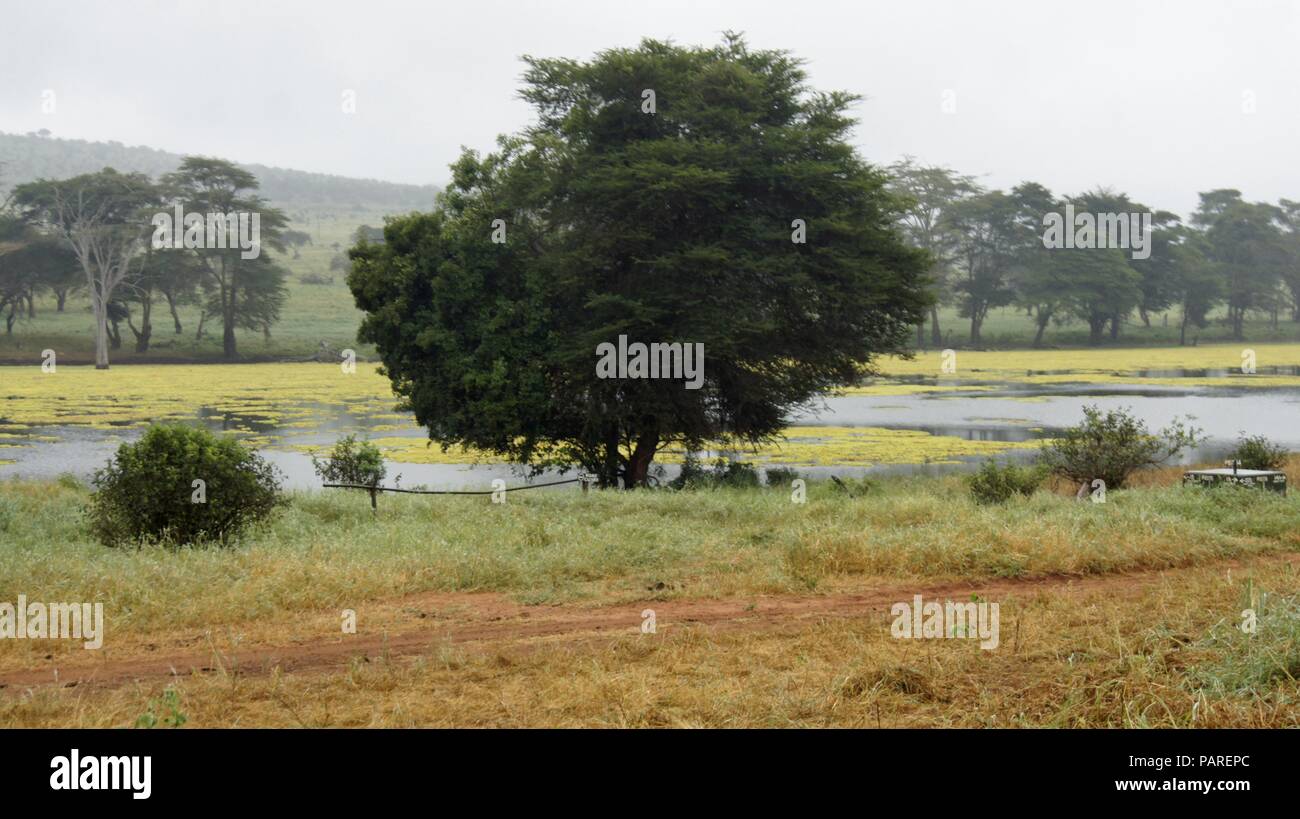 tropical rain forest in eastern part of kenya Stock Photo - Alamy