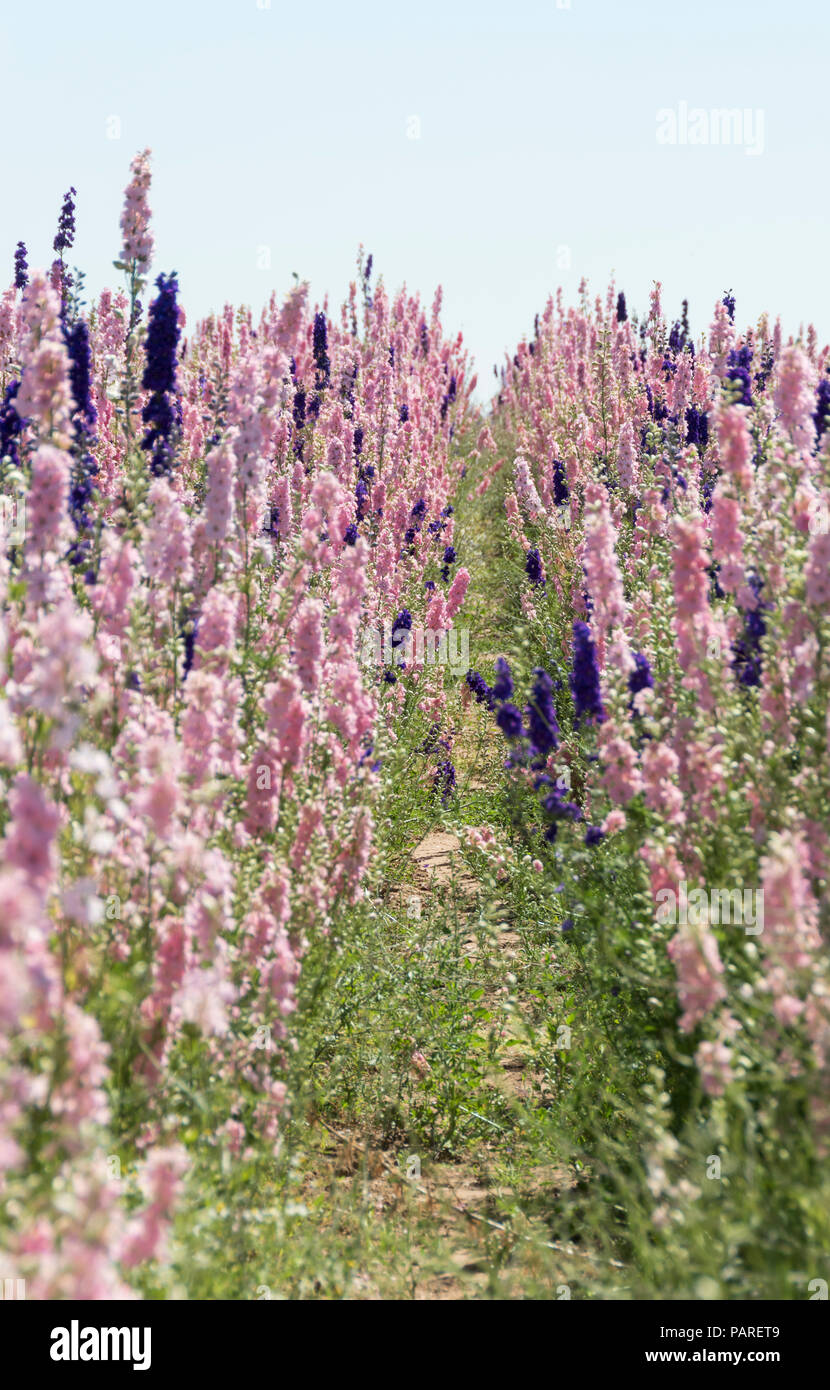 Fields of Flowers, pink delphiniums, grown for Confetti near Pershore ...