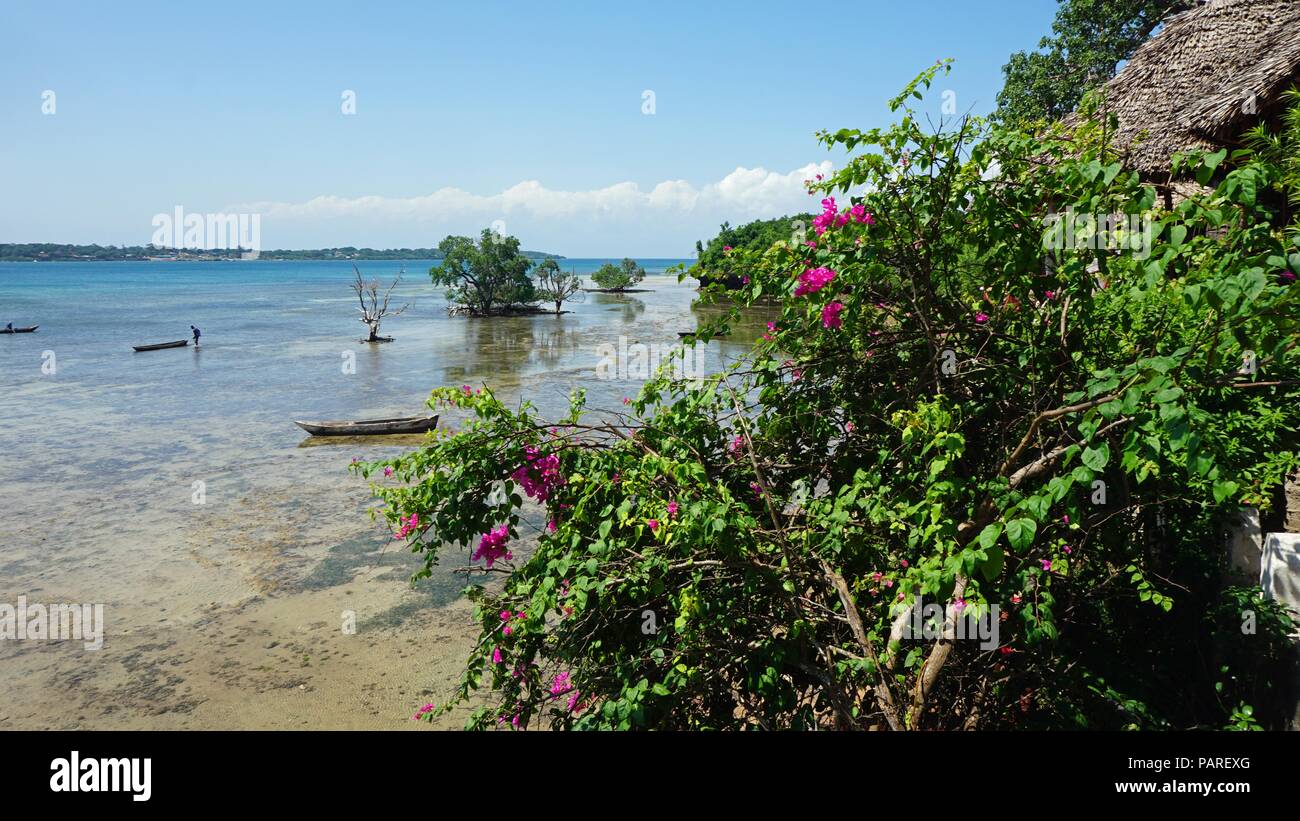 coast of tropical island wasini in kenya Stock Photo - Alamy