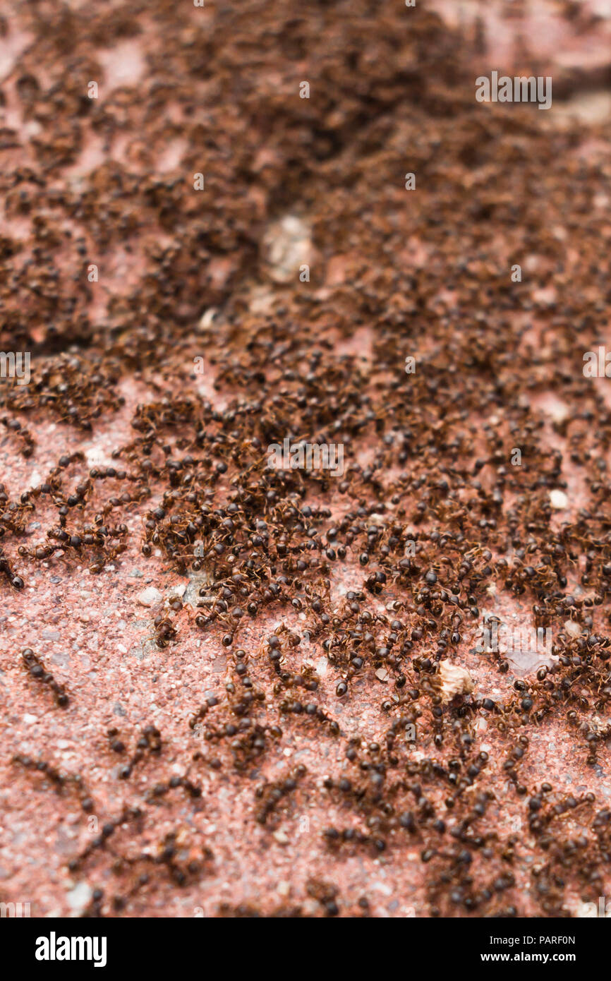 big group of Myrmica rubra ants Stock Photo - Alamy