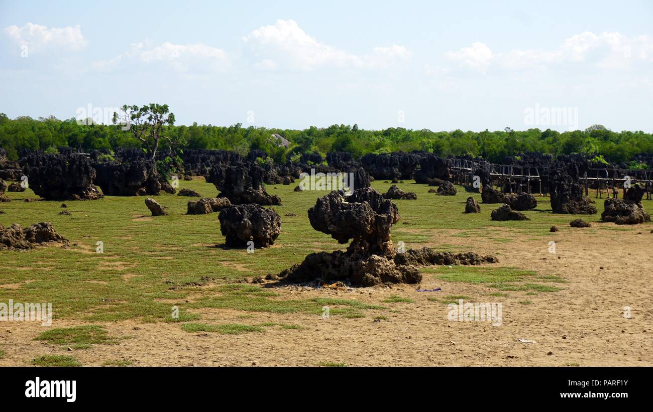 Wasini coral hi-res stock photography and images - Alamy